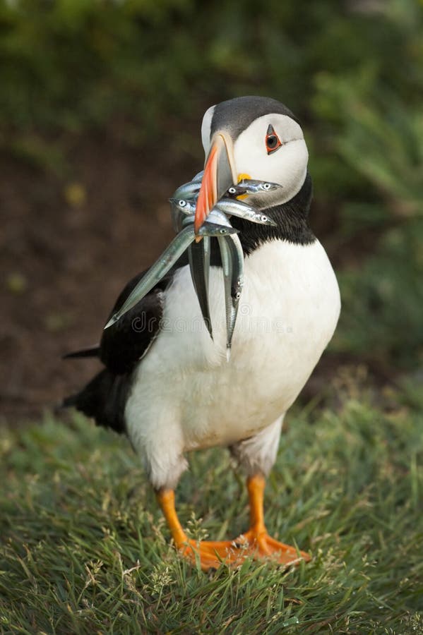Puffin with fish stock photo. Image of grass, scotland - 12616030