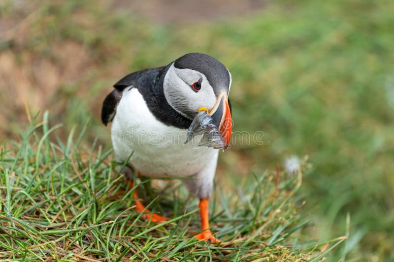 Puffin with Fish in His Mouth, Eating. Iceland Stock Image - Image of ...