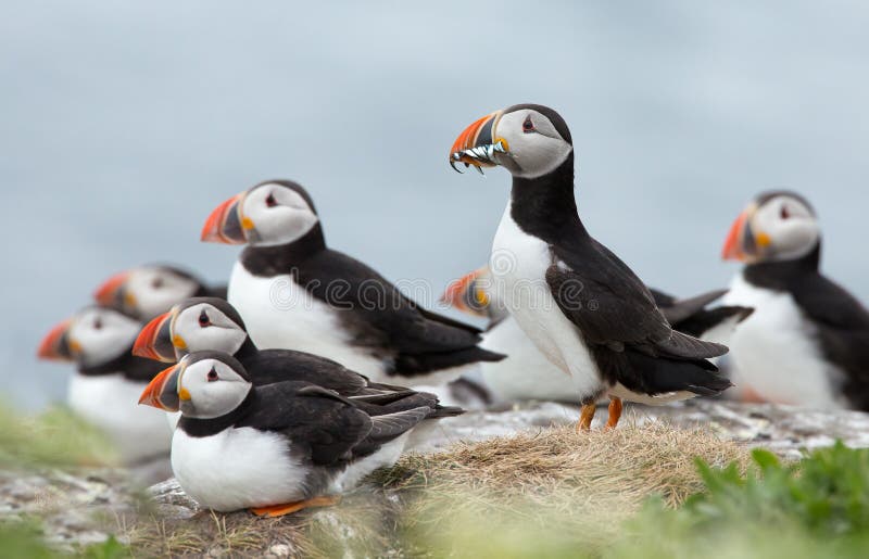 Two Puffins Pose for the Camera Stock Image - Image of nature, staffa ...
