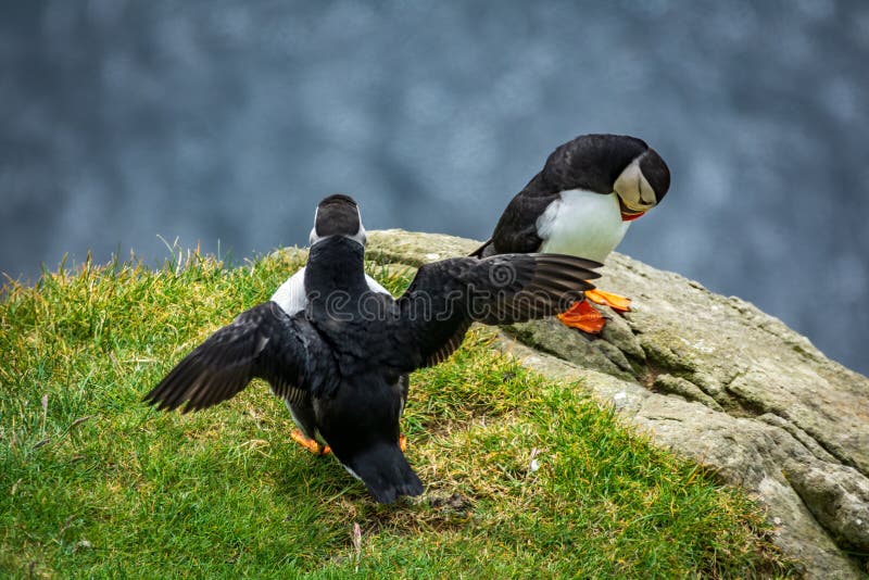 Puffin flapping wings stock photo. Image of grass, funny - 52333584