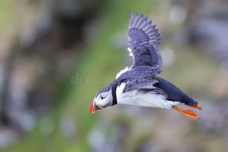 Puffin in Flight To Catch Fish on Shetland Island with Strong Winds ...