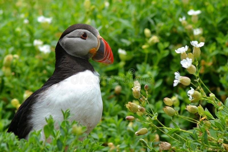 Puffin and flowers stock photo. Image of flower, wildlife - 67268784