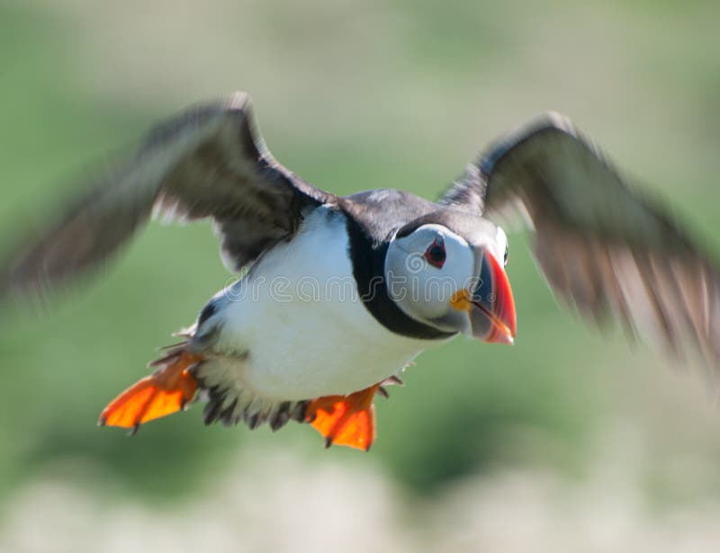 Puffin flying stock image. Image of rocks, seabird, flying - 38164677
