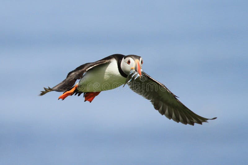 Puffin Flying with Sand Eels Stock Photo - Image of fjord, background ...