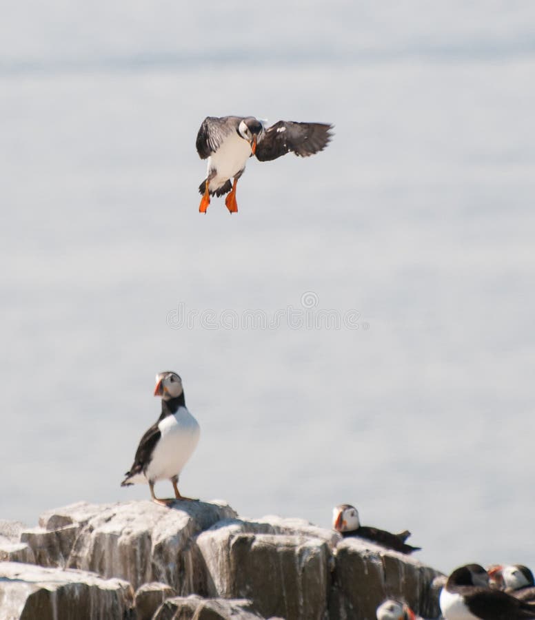Puffin Flying on Way To Land Stock Photo - Image of cliffs, puffin ...