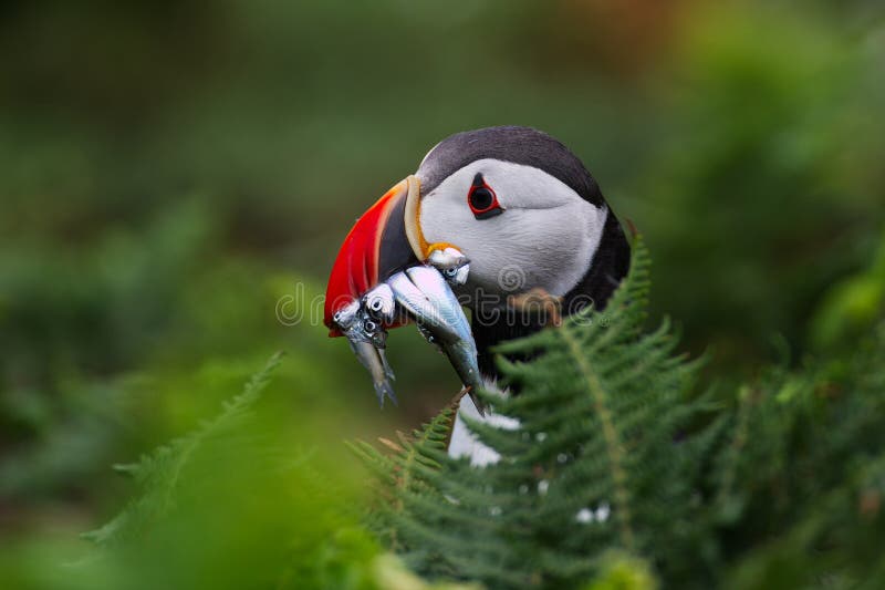 Puffin Food stock image. Image of cliff, ocean, bonding - 283094167