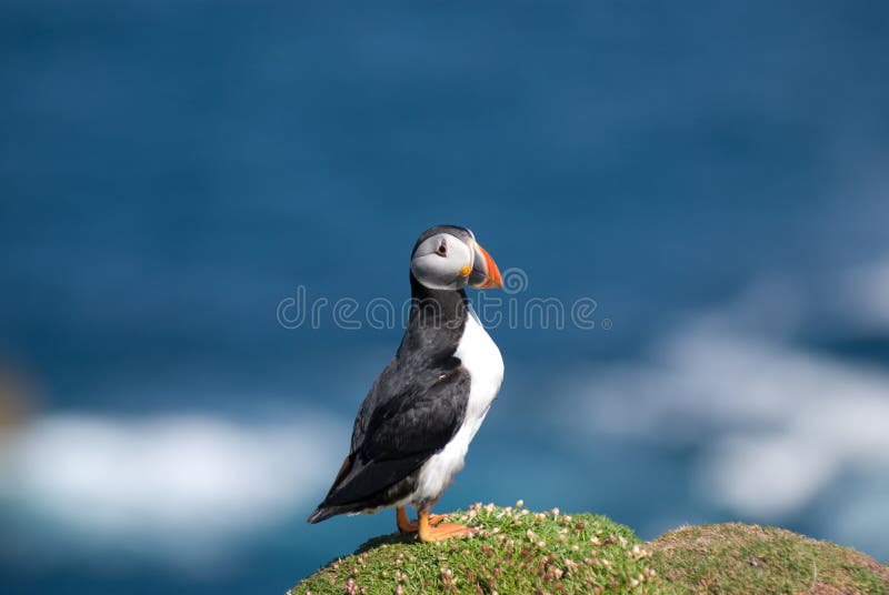 Puffin Fratercula arctica stock photo. Image of scotland - 10032676