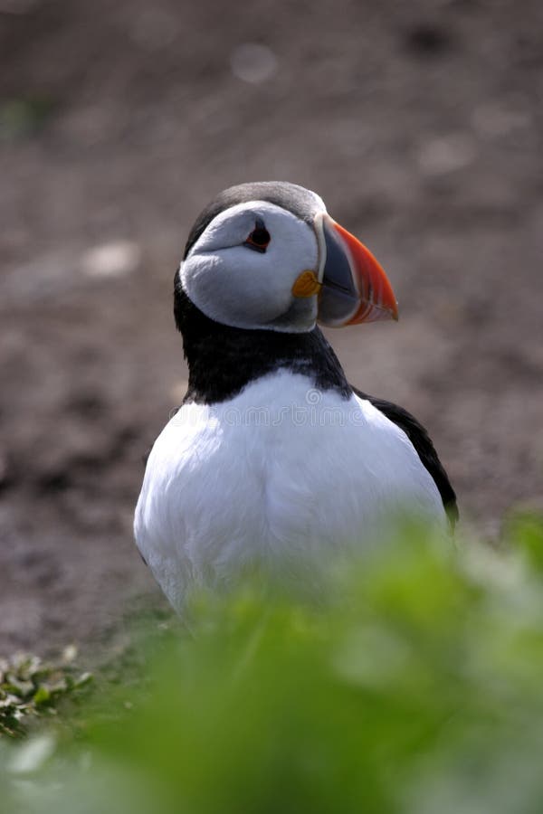 Puffin (Fratercula Arctica) Stock Image - Image of plumage, bill: 1806627