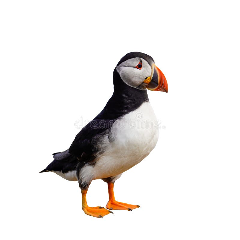 108 Bird Transparent Background Png Stock Photos - Free & Royalty-Free ...