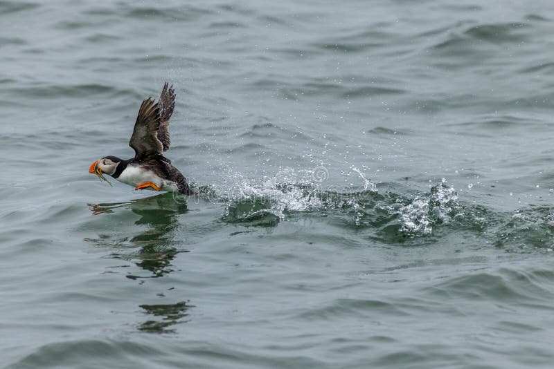 Puffin Fratercula arctica stock image. Image of fauna - 256570979