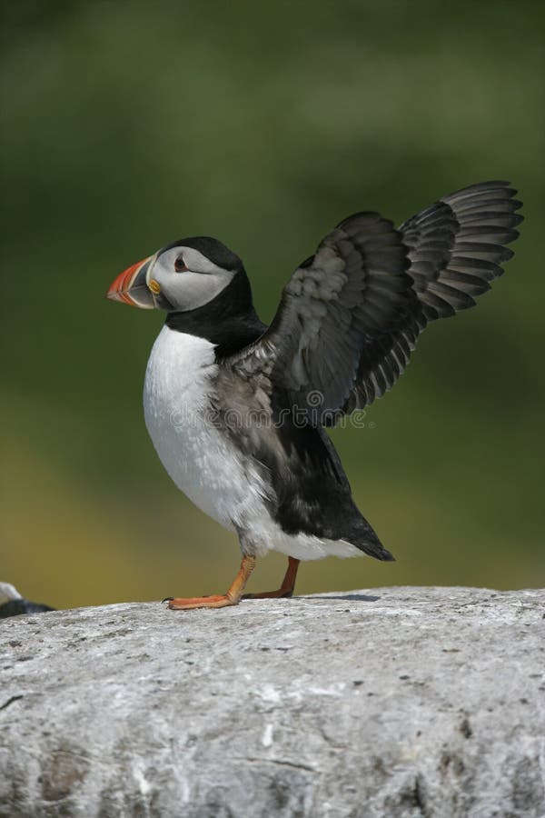 Puffin, Fratercula arctica stock image. Image of fratercula - 36366867