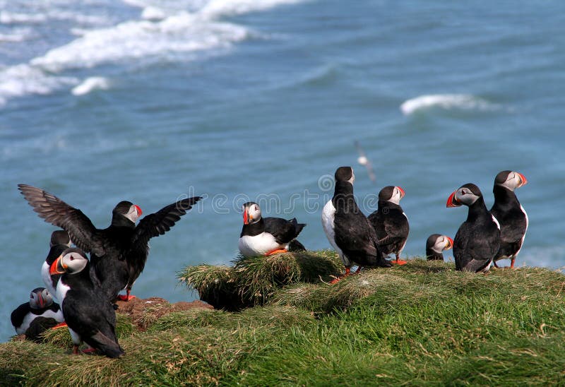 Puffins at Bay Bulls, Newfoundland and Labrador, Canada Stock Photo ...