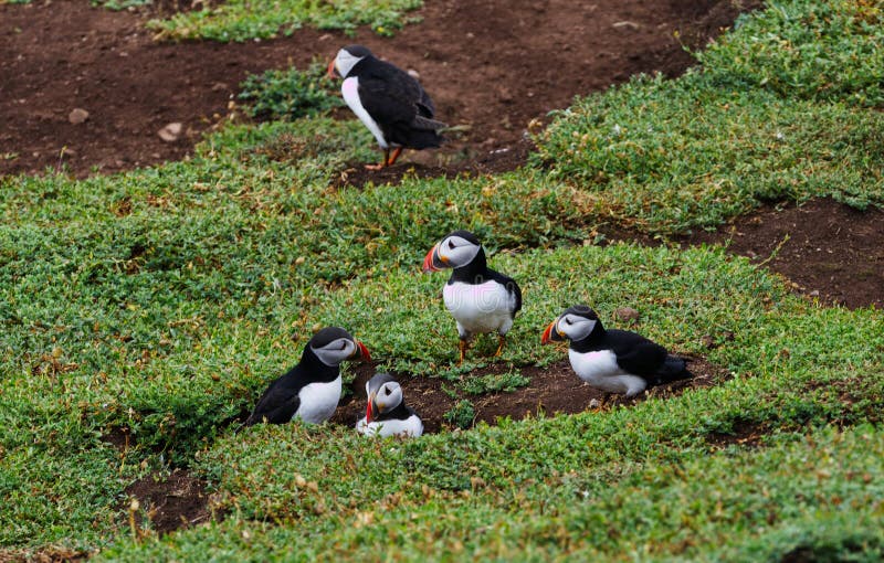 Puffin Meeting Stock Photos - Free & Royalty-Free Stock Photos from ...