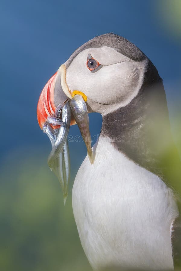Puffin stock photo. Image of fish, puffin, nature, catch - 253031298