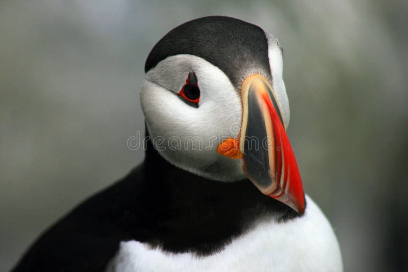 Puffin Looks to the Side stock photo. Image of beak, bird - 21819478