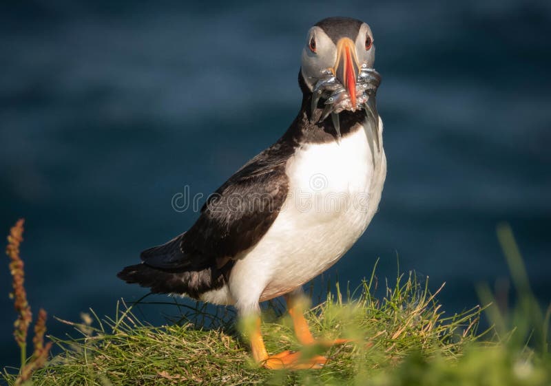 Nice catch. stock image. Image of hunting, standing - 199130539