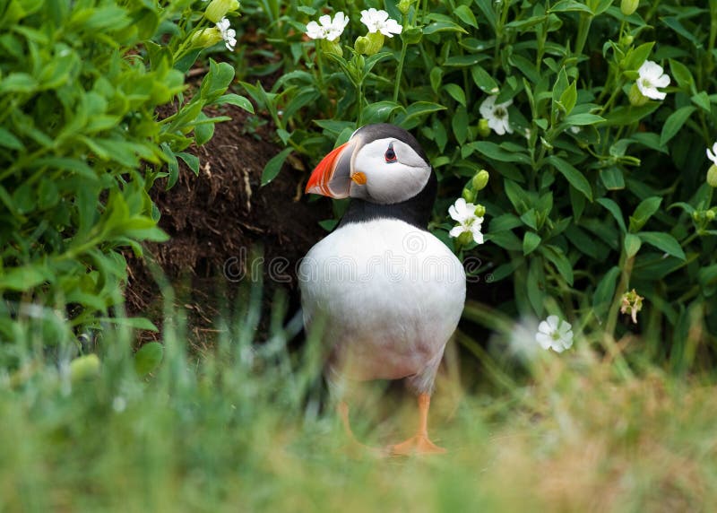 Puffin near burrow stock image. Image of atlantic, fratercula - 14676465