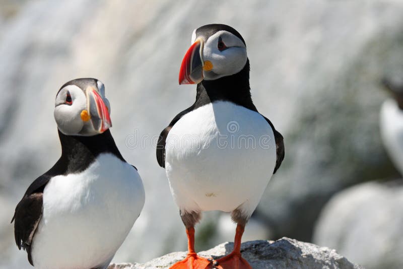 Puffin pair stock image. Image of iceland, avian, rock - 15442965