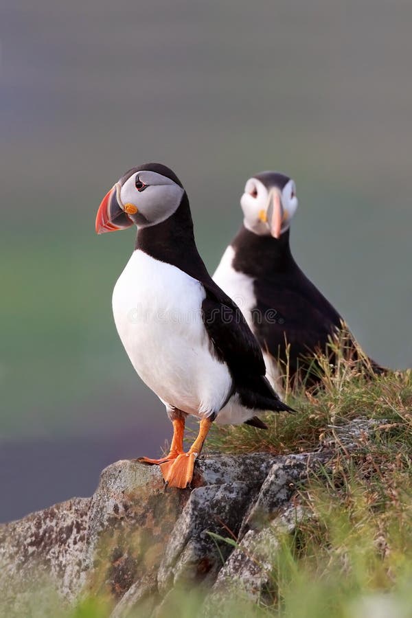 Puffin Pair stock image. Image of animals, seabird, colorful - 17192145
