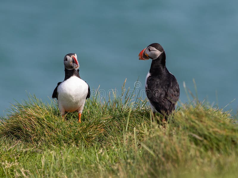 Puffin stock image. Image of pair, fratercula, wild - 121536603