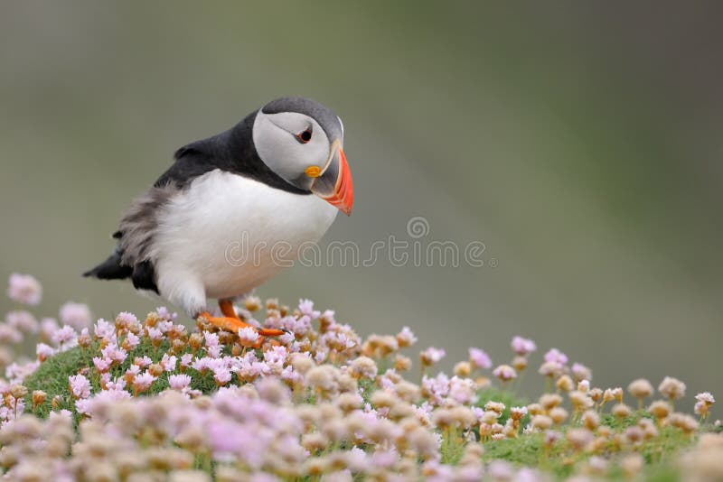 Puffin with pink stock image. Image of grass, english - 24397243