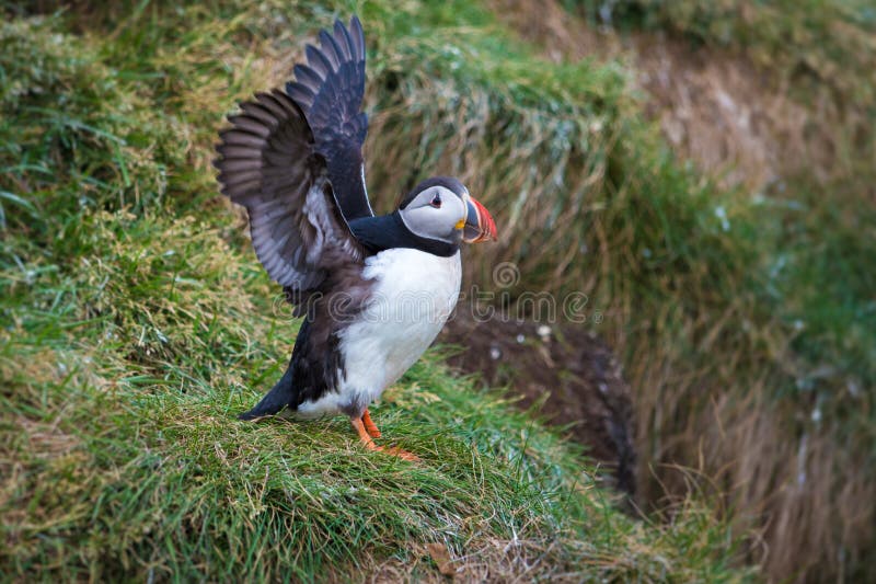 Puffin Preparing to Fly stock image. Image of fiord - 282719337