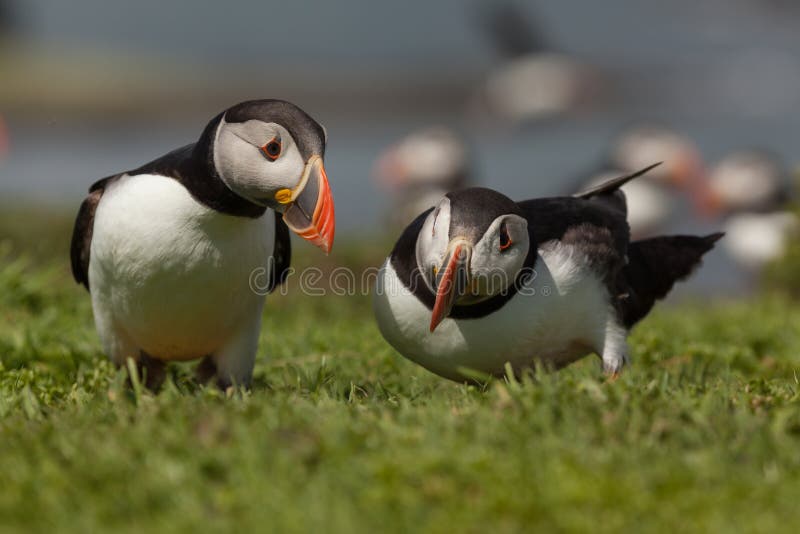 Puffin stock photo. Image of nature, pelagic, spring - 91265788
