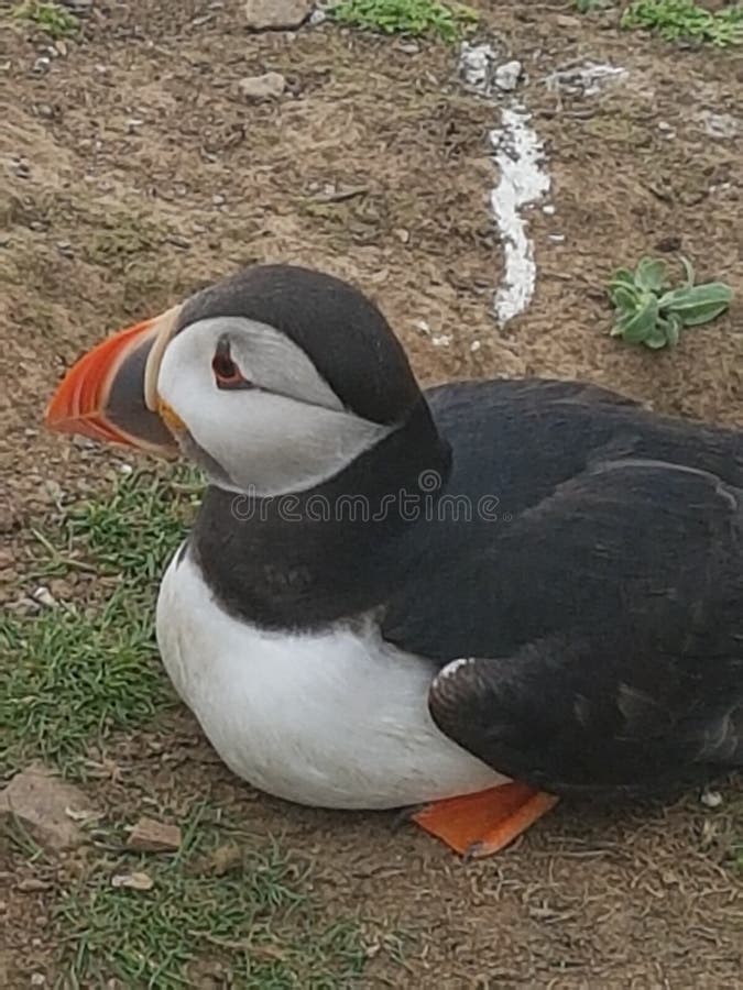 Puffin resting stock image. Image of resting, puffin - 80048803