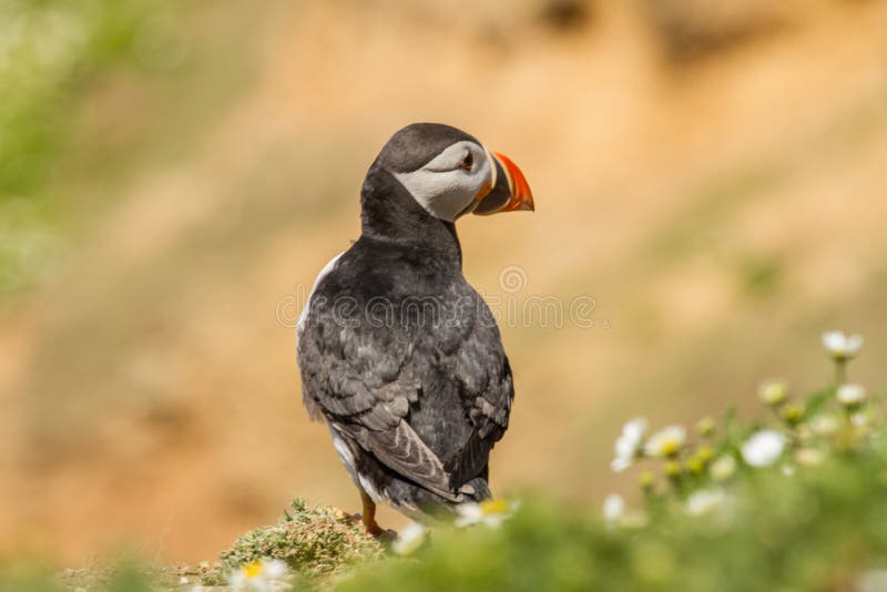 Puffin on a rock stock image. Image of atlantic, bright - 98041555