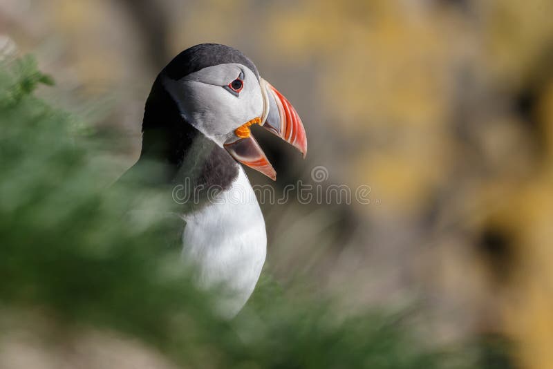 Puffin on the Rocks at Latrabjarg Stock Photo - Image of nature, arctic ...