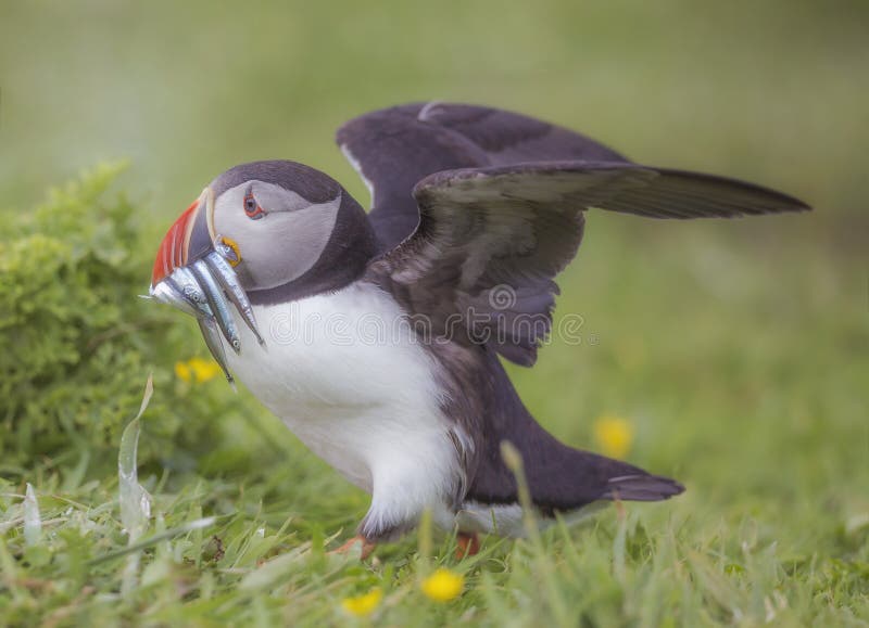 Puffin& x27;s catch stock image. Image of puffins - 96479713