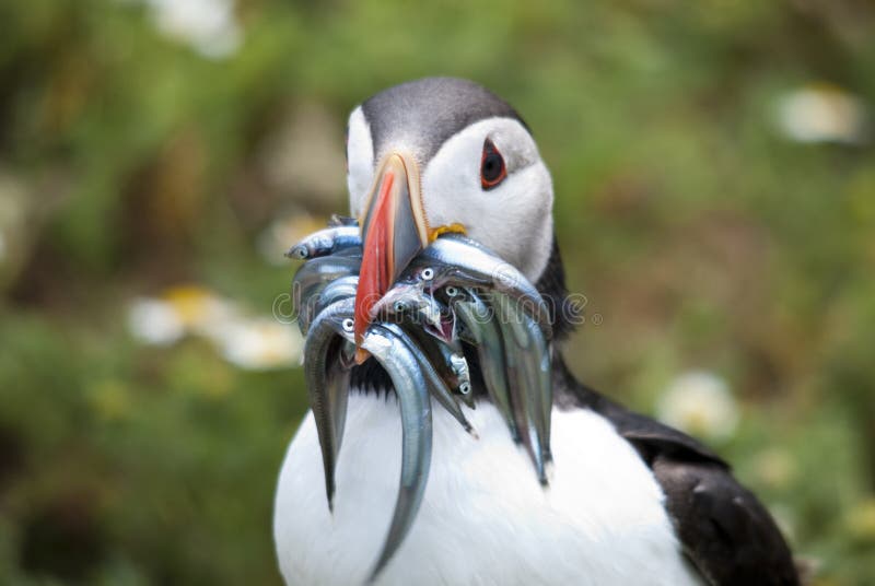 Puffin Feeding Sand Eels Fish Stock Image - Image of seabird, bill: 178305