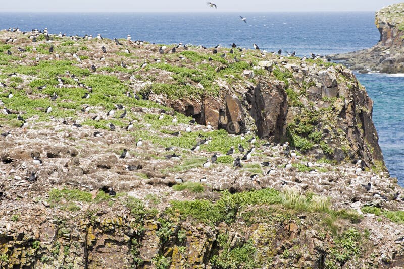 Puffin Seabird Colony in Newfoundland Stock Image - Image of ocean ...