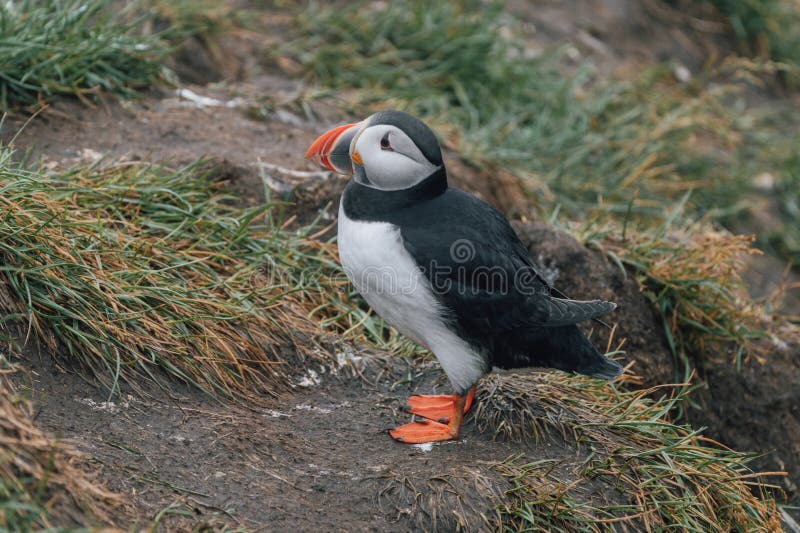 766 Puffin Burrow Stock Photos - Free & Royalty-Free Stock Photos from ...