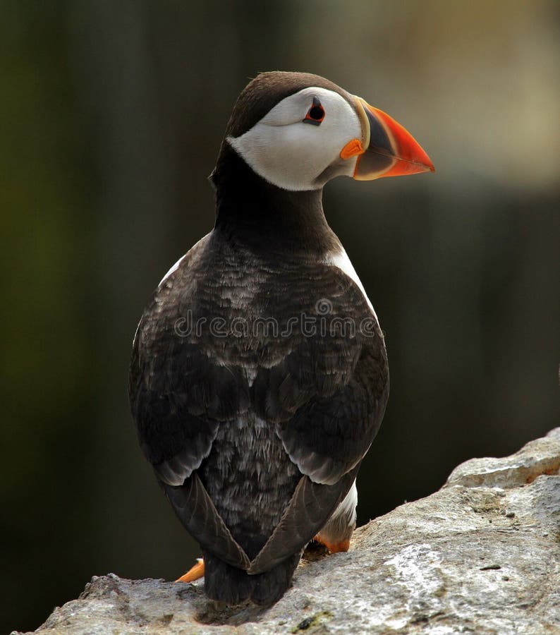 Puffin Standing on a Rock with Back View Stock Photo - Image of colour ...