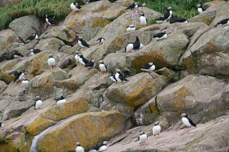 Turr stock photo. Image of boulder, white, bird, fauna - 65640392