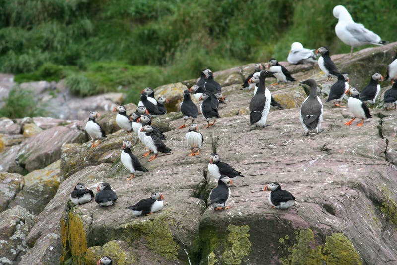 Puffin, turr and seagull stock image. Image of urea, white - 65640405