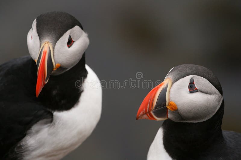 Puffins stock image. Image of trabjarg, lundi, birds, iceland - 7347155