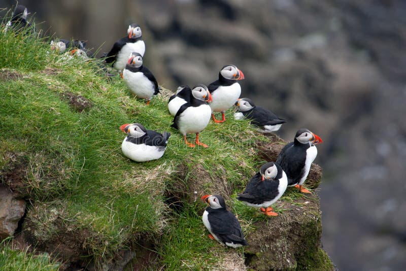 Puffins on a Cliff in Faroe Islands Stock Image - Image of island ...