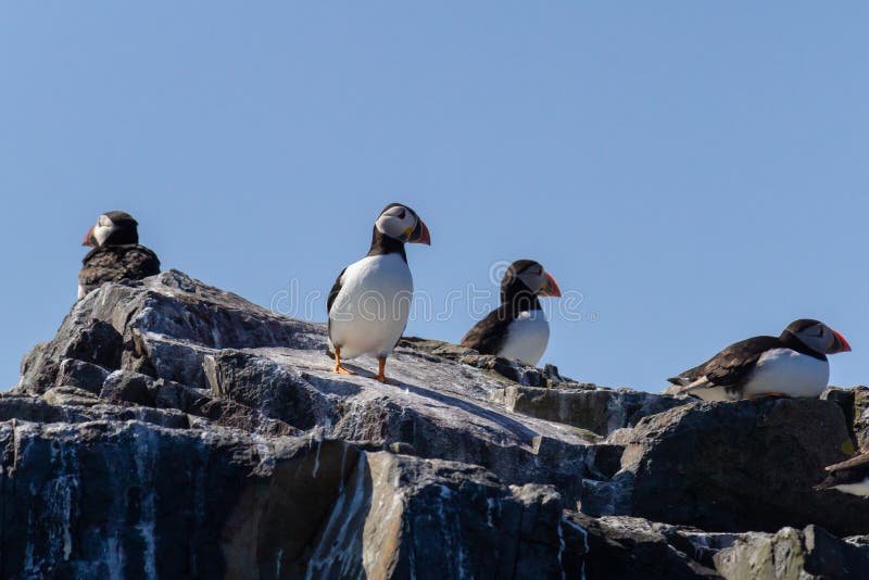 Puffins on the Cliffs of Mykines Island in the Faroe Islands Stock ...