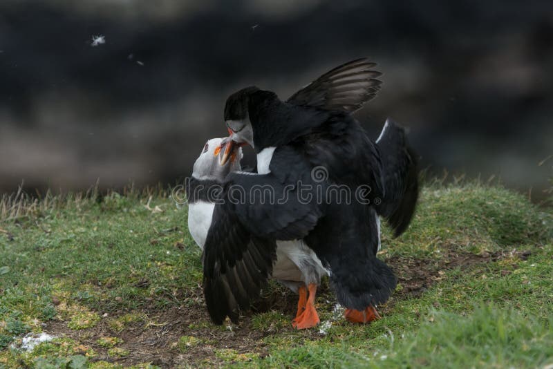 Puffins Fighting stock image. Image of mating, islands - 92602387