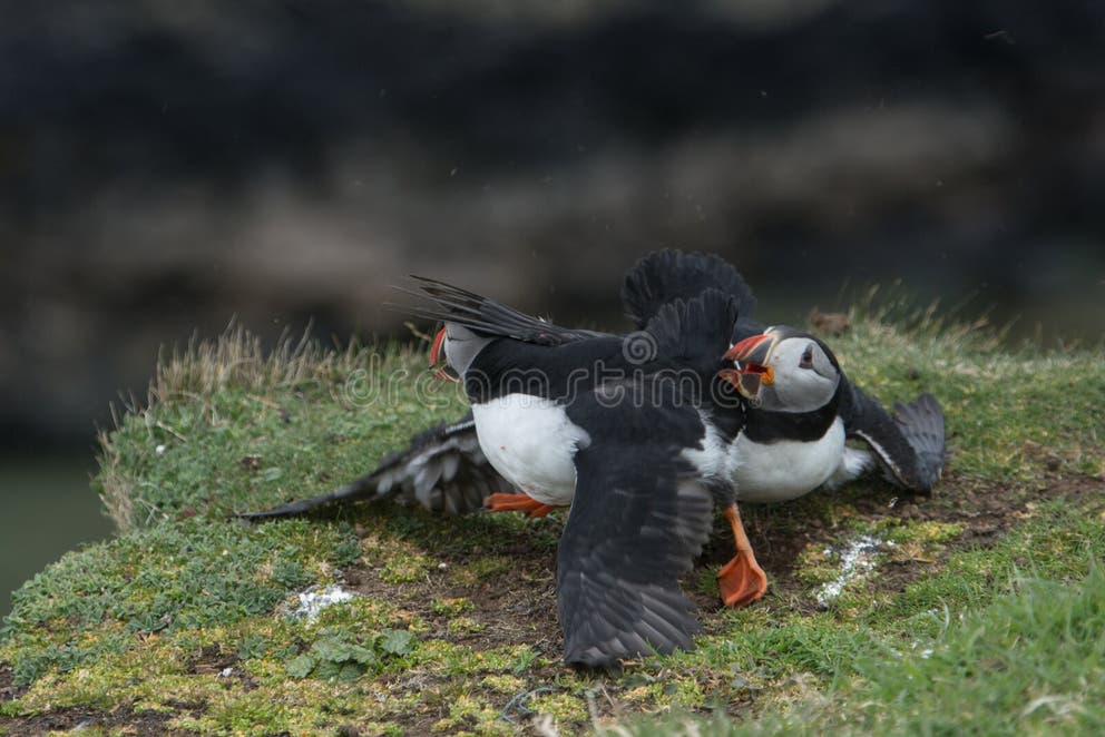 Puffins Fighting stock image. Image of isle, mull, dispute - 92602475