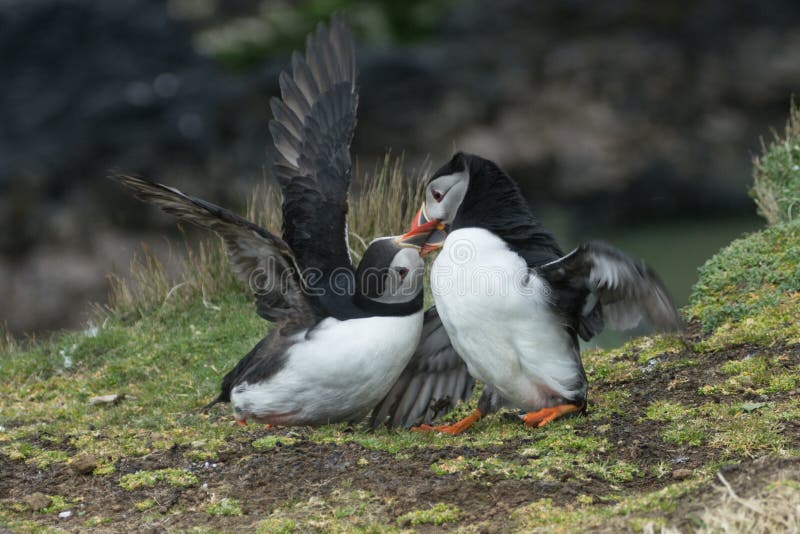 Puffins Fighting stock photo. Image of puffins, violence - 92602364