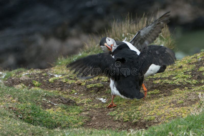 Puffins Fighting stock photo. Image of puffins, outdoors - 92602442