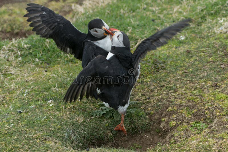 Puffins Fighting stock image. Image of mating, islands - 92602387