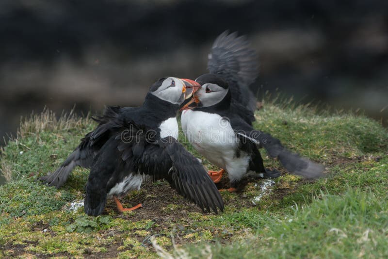 Puffins Fighting stock image. Image of wildlife, isle - 92602507