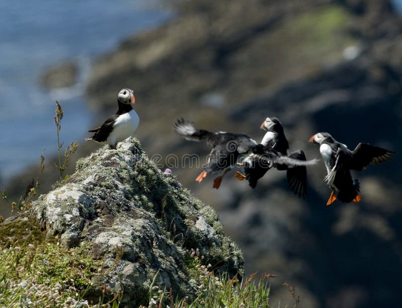 Puffins Flying Onto a Rock Perch Stock Photo - Image of flying, color ...