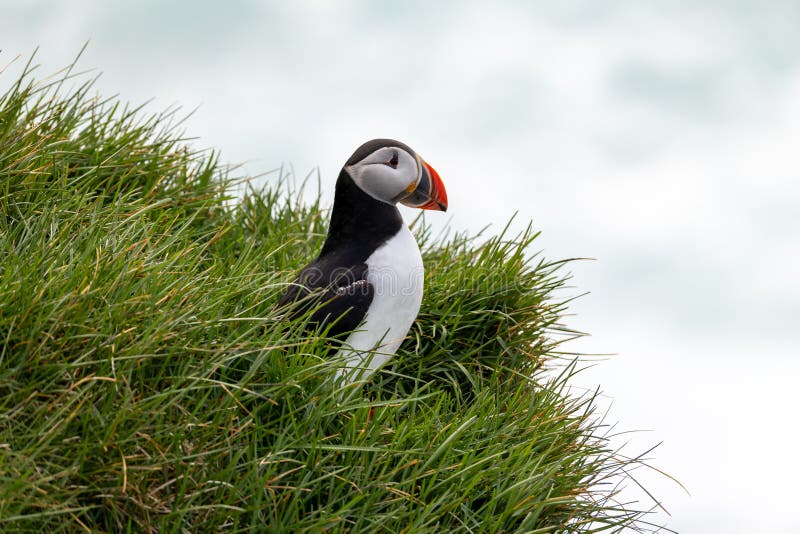 497 Atlantic Puffins Cliffs Latrabjarg Stock Photos - Free & Royalty ...