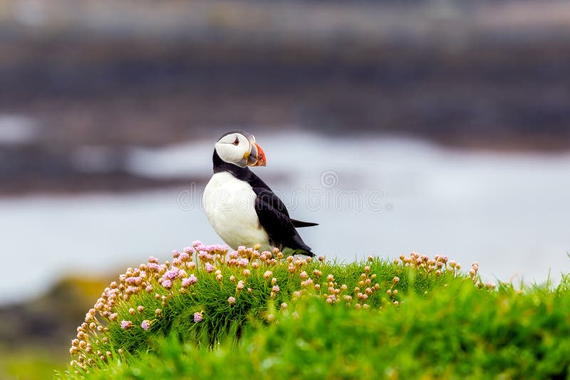 Puffins on Lunga Island stock photo. Image of bird, wildlife - 123401664
