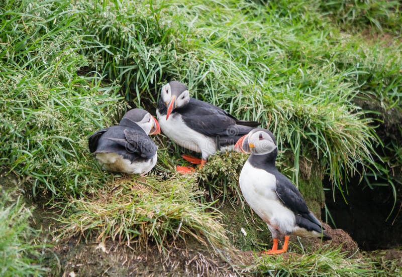 Puffins at the nest stock photo. Image of puffin, iceland - 67893494